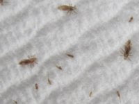 How to Identify Lice & Nits (Lice Eggs)